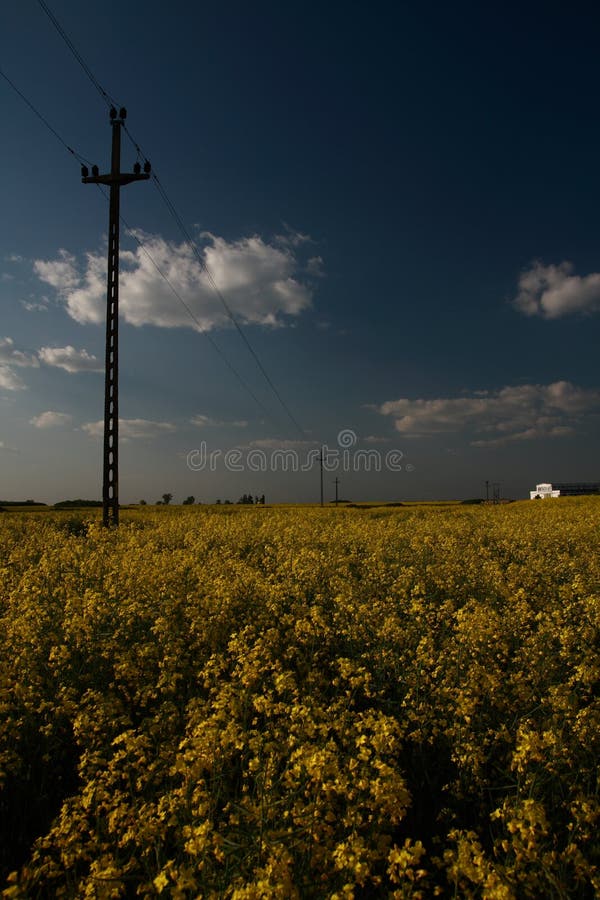 Yellow field stock photo. Image of beauty, green, meadow - 11335556
