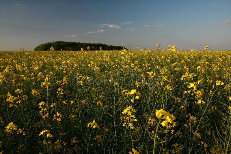 Yellow field stock image. Image of land, countryside - 11335867