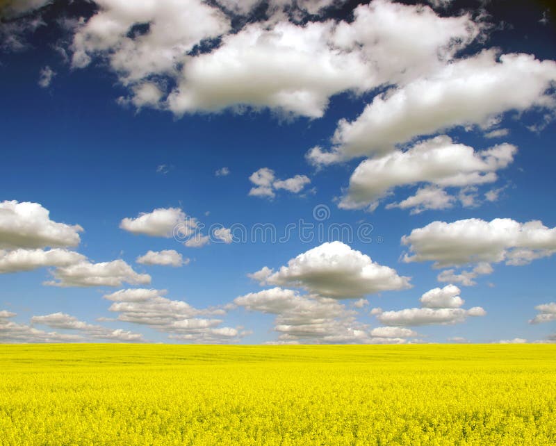 Yellow field stock photo. Image of blue, happy, field - 11541198