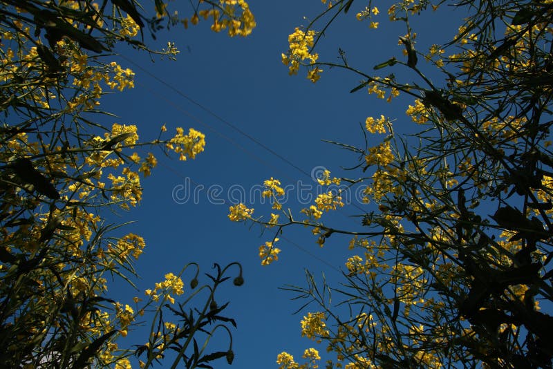 Yellow field stock image. Image of beautiful, cheerful - 11611093
