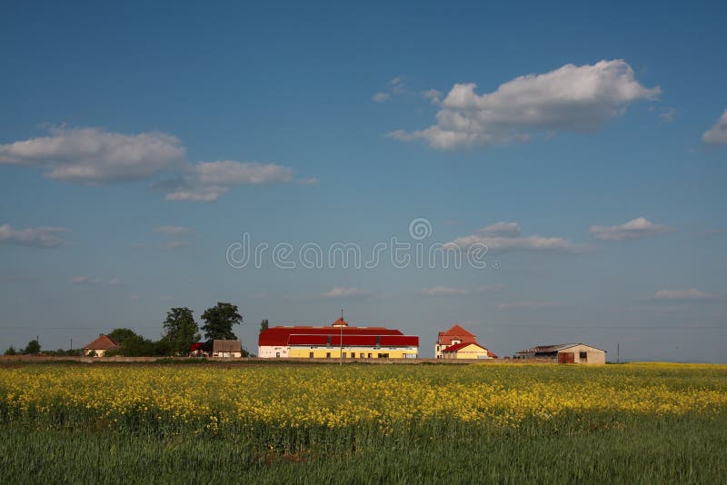 Yellow field stock photo. Image of growth, meadow, beauty - 11625888