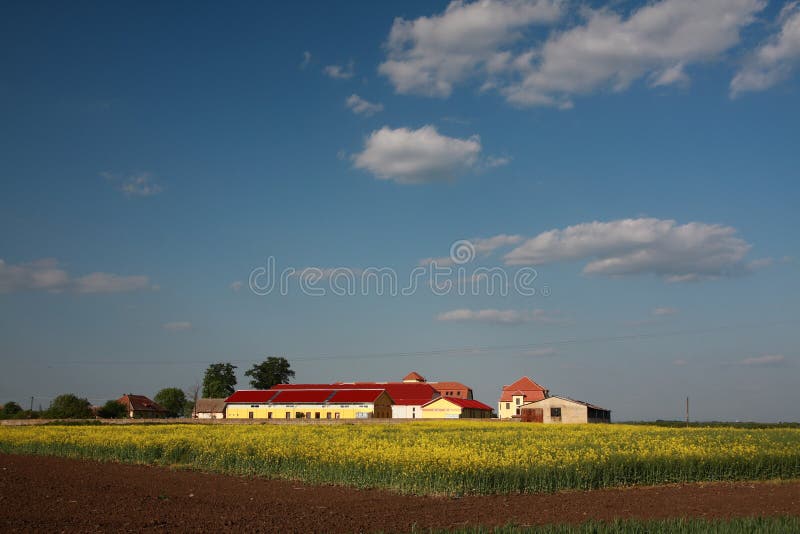 Yellow field stock photo. Image of rapeseed, countryside - 11691702