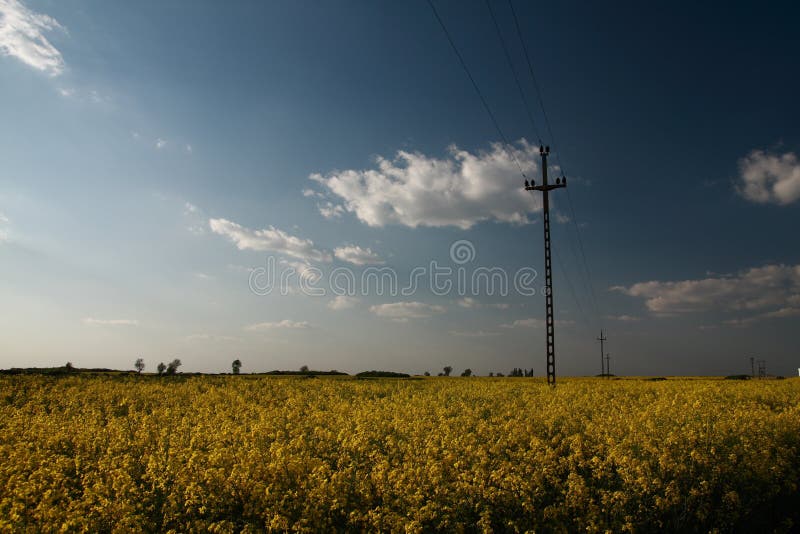 Yellow field stock image. Image of leaf, growth, floral - 11761215