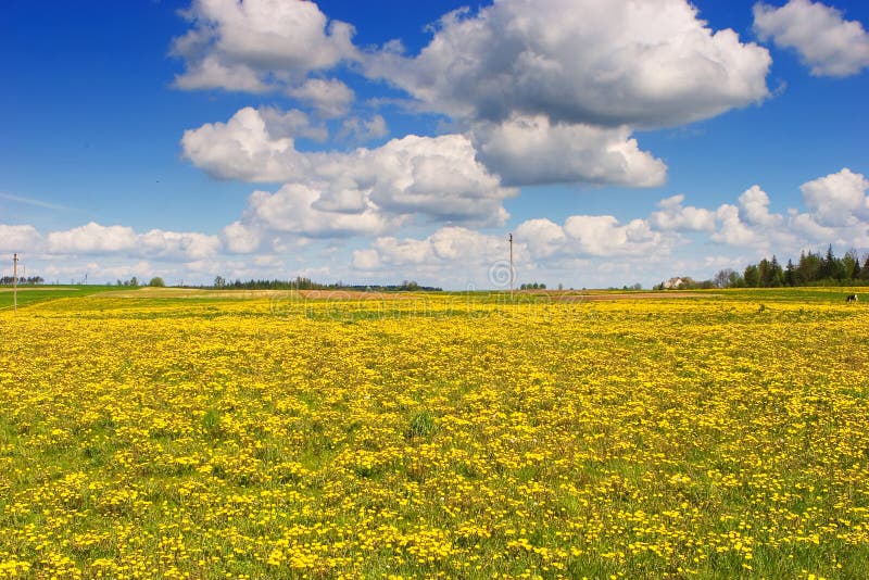 Yellow field stock image. Image of scenic, european, field - 12404769