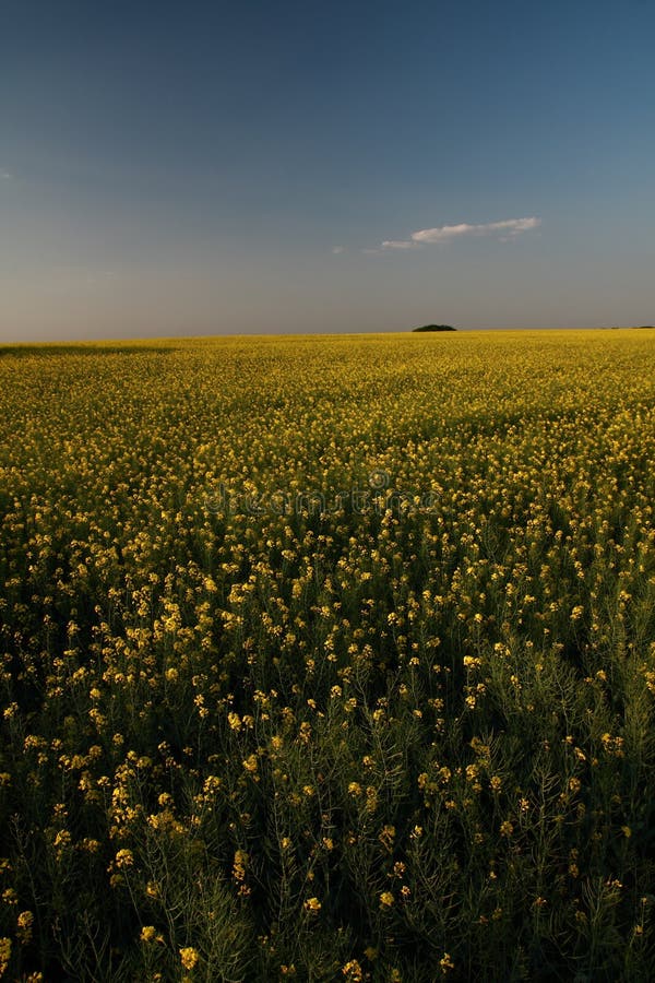 Yellow field stock image. Image of color, rural, agriculture - 12449053