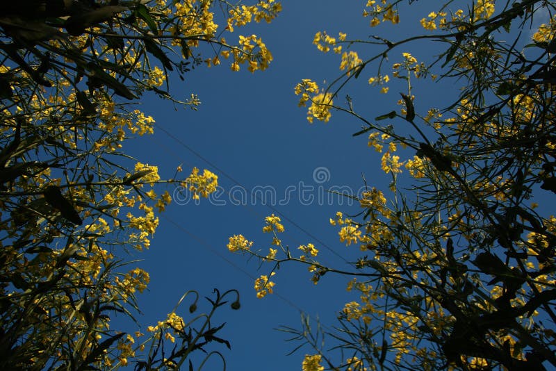 Yellow field stock image. Image of country, landscape - 12527473