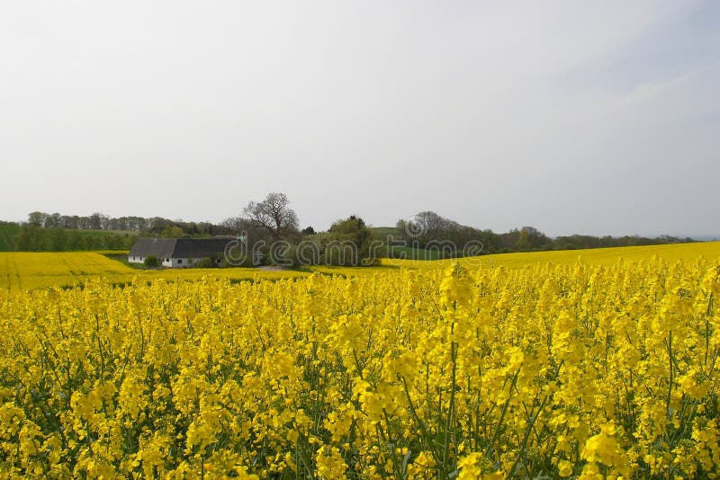 Yellow Field stock image. Image of flower, motor, biodiesel - 1700615