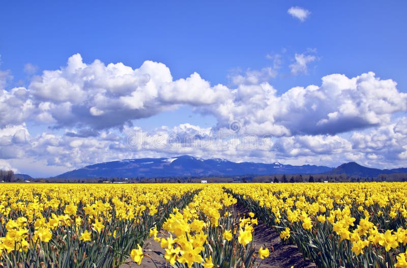 Yellow field stock photo. Image of grass, outdoors, green - 19365588