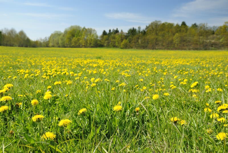 Yellow field stock photo. Image of forest, bright, blossom - 19451206