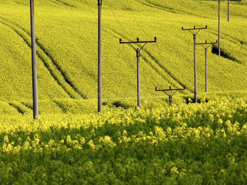 Yellow field 2 stock photo. Image of scenery, hill, country - 28163078