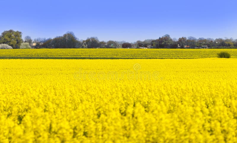 Fields in green and yellow stock photo. Image of vegetation - 2506196