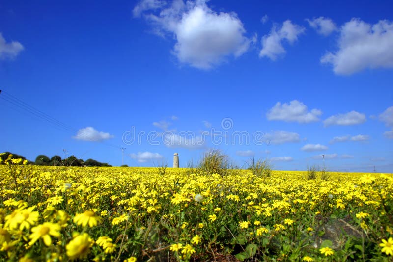 Yellow field stock image. Image of scenery, outlook, groundsel - 2196589