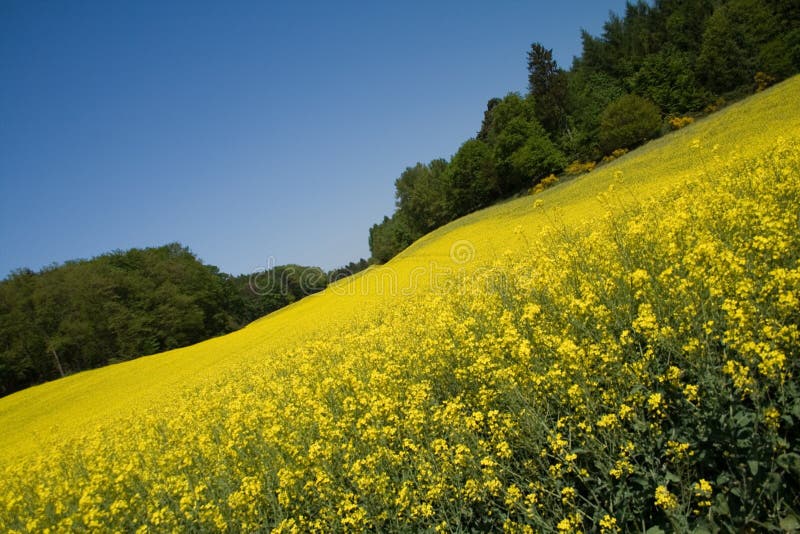 Yellow field stock image. Image of travel, trees, germany - 2344609