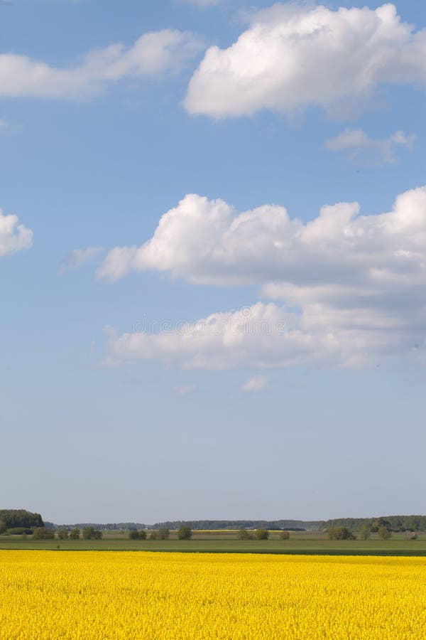 Yellow field. stock photo. Image of canola, farm, country - 24869302