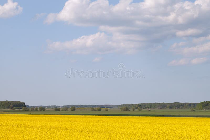 Yellow field. stock image. Image of blossom, land, yellow - 24869307