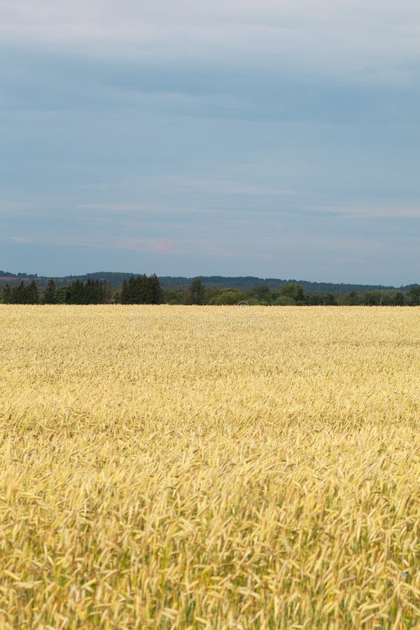 Yellow field. stock photo. Image of stem, flora, yellow - 25525298
