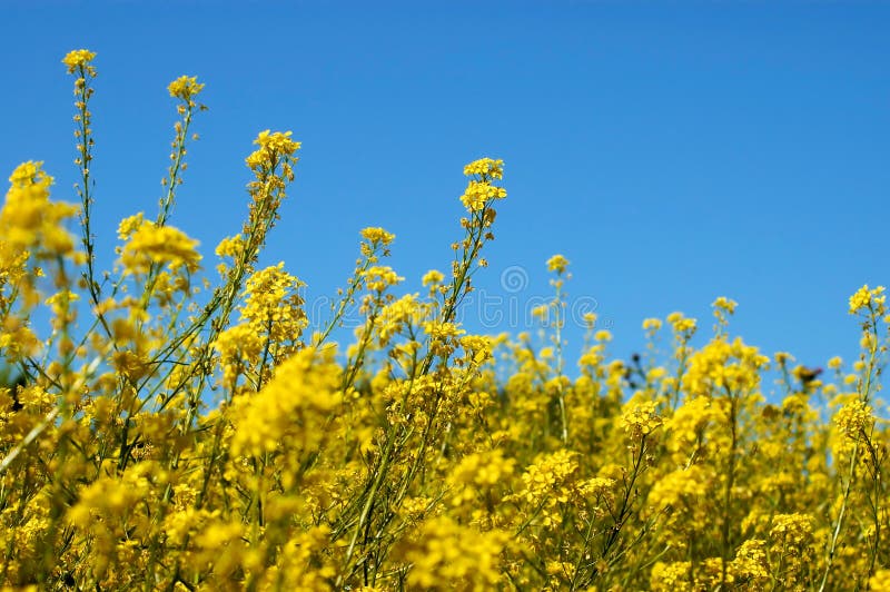 Yellow field stock photo. Image of golden, gold, green - 2575008