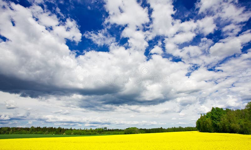 Yellow field stock photo. Image of grassland, green, nature - 26788706