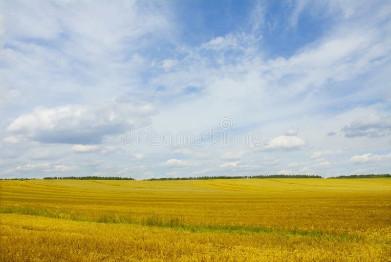 Yellow field stock photo. Image of landscape, farm, agriculture - 2742082