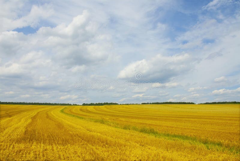 Yellow field stock image. Image of stubble, roles, yellow - 2742087