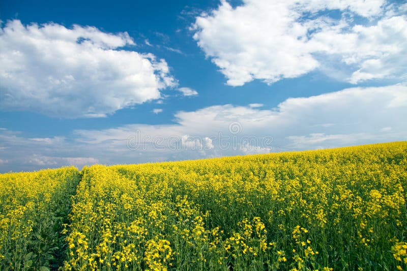 Yellow field stock image. Image of outdoors, plant, grass - 28263925