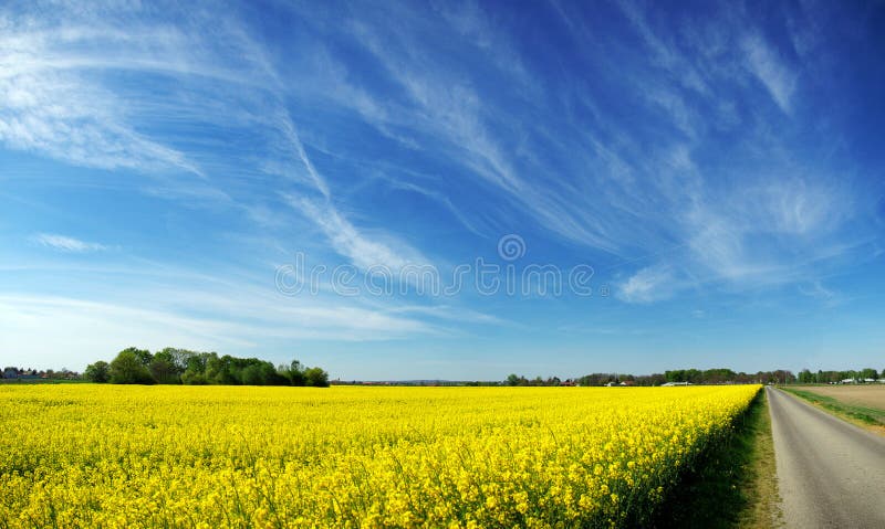 Yellow field stock photo. Image of spring, yellow, nature - 3913316