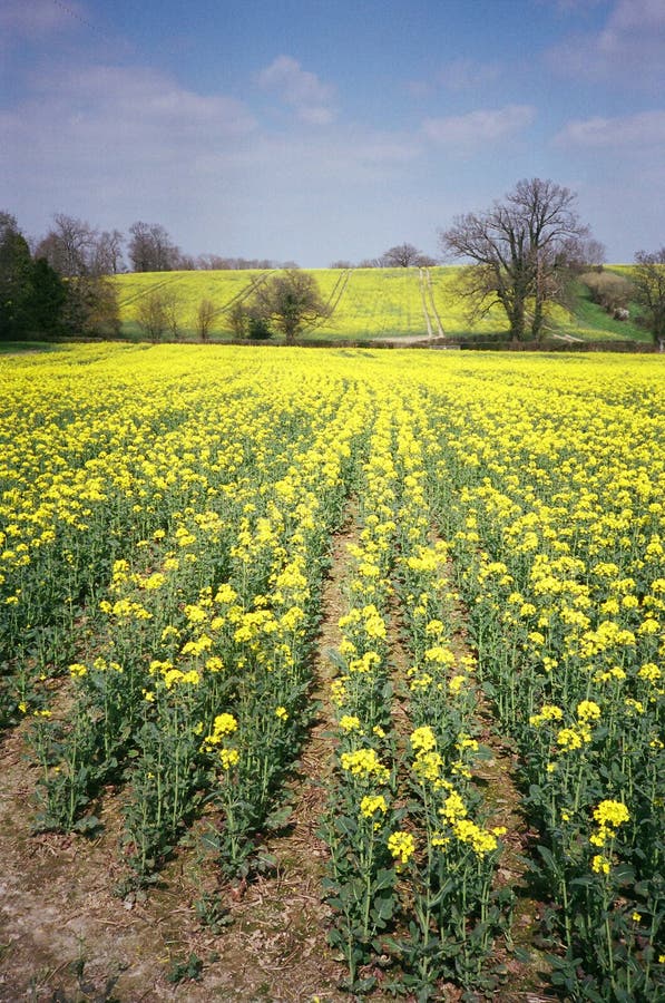 Yellow Field stock photo. Image of agriculture, crops - 4288786