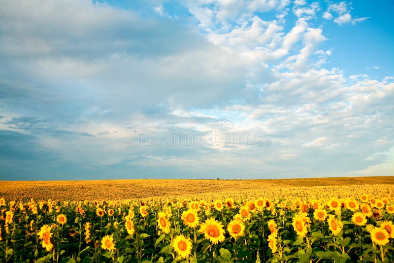 Yellow Field Picture. Image: 6214847