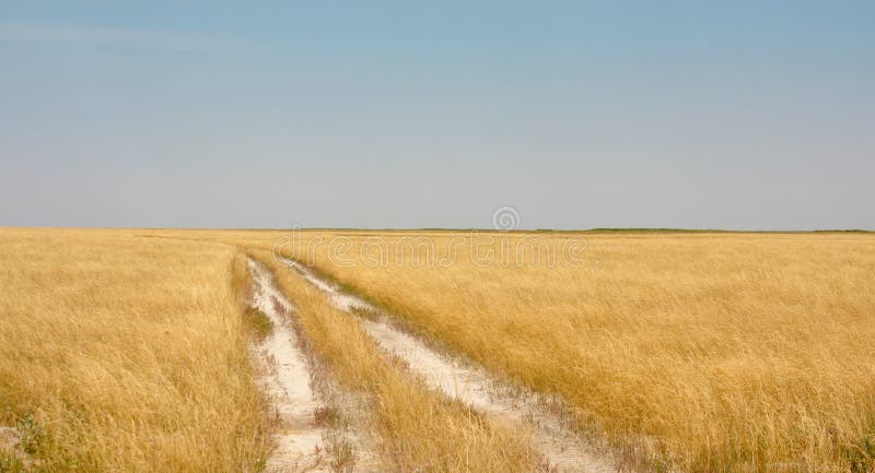 Yellow field stock photo. Image of contrasts, meadow, scene - 7522008