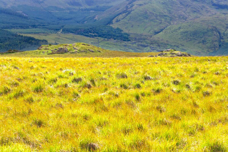Yellow Field Against Blue Mountain Stock Image - Image of scenic ...