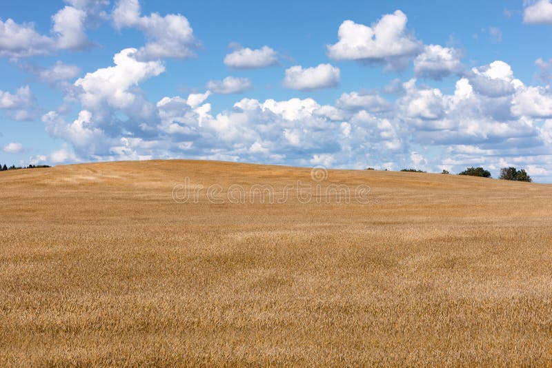 Yellow Field on a Background of Blue Sky with Clouds Stock Image ...