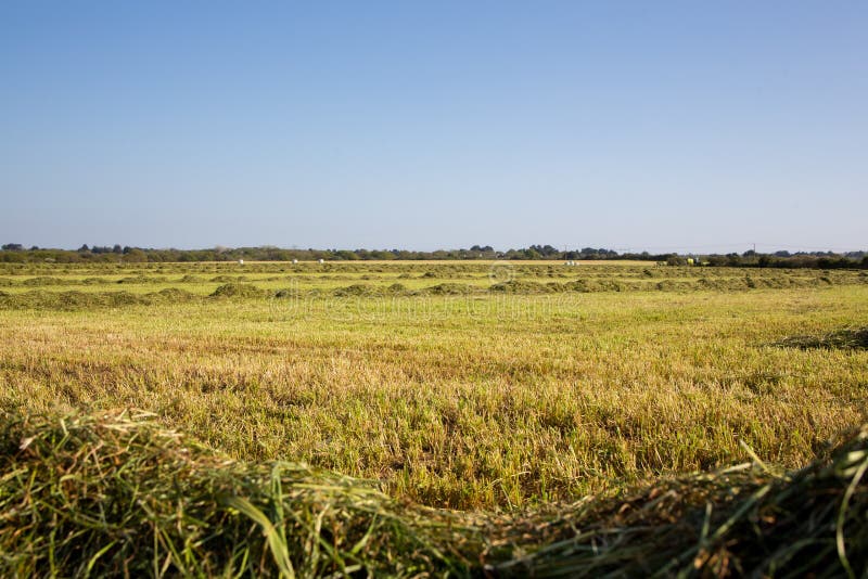 Yellow Field Background stock photo. Image of outdoors - 91391054