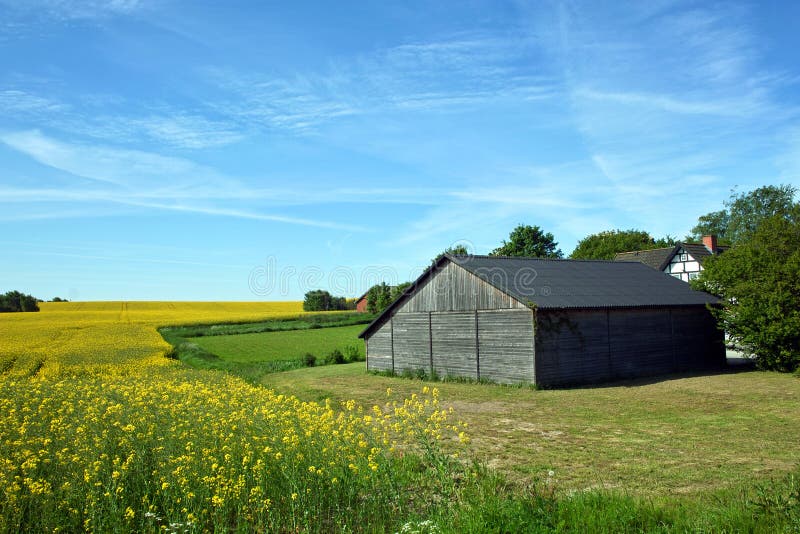 Yellow Field with a Barn stock photo. Image of agriculture - 14632368