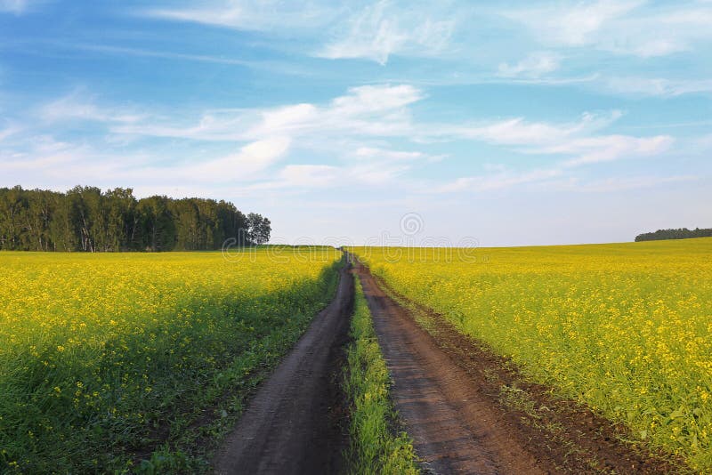 Yellow field stock image. Image of countryside, cloud - 97154363