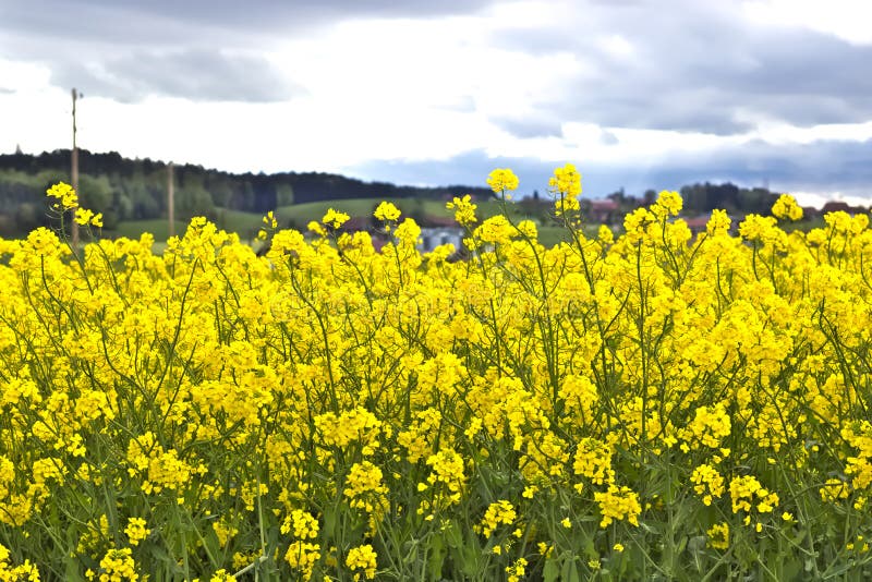 Yellow Field of Blooming Raps Stock Image - Image of country, forest ...