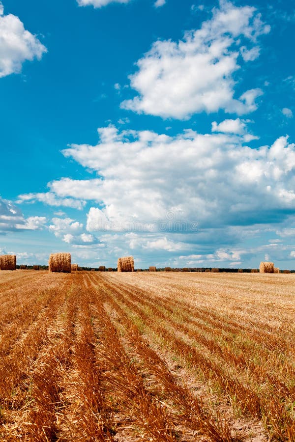 Yellow field and sky stock photo. Image of farm, freedom - 183375310