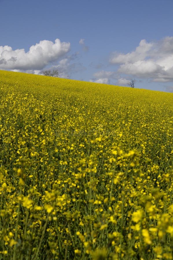 Yellow Field of Colza Flower Stock Photo - Image of field, culture ...