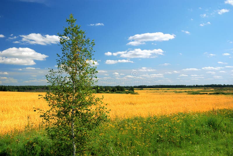 Yellow Field in Countryside Stock Image - Image of cloudscape, colorful ...