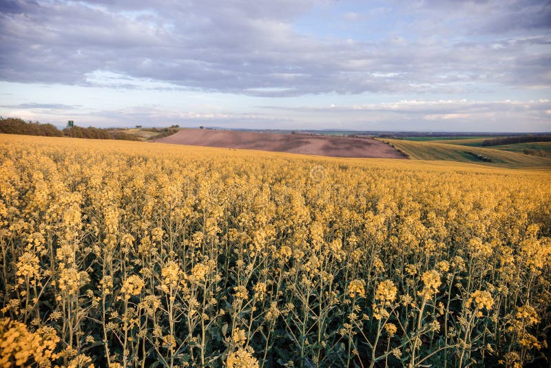 Yellow Field Countryside Landscape Stock Image - Image of nature, cloud ...