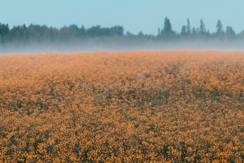 Yellow Field of Flowers Early in the Morning Stock Photo - Image of ...