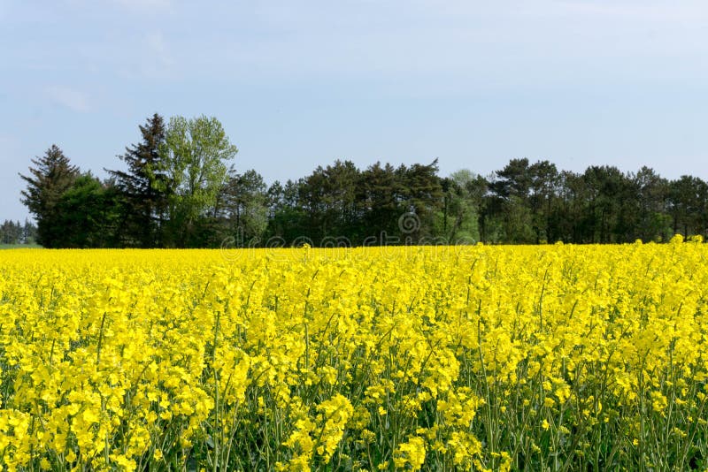 Yellow field stock image. Image of sunshine, flower, seascape - 92487033
