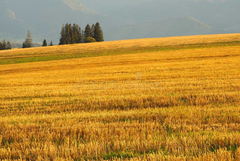 Yellow field detail stock image. Image of agriculture - 11224197