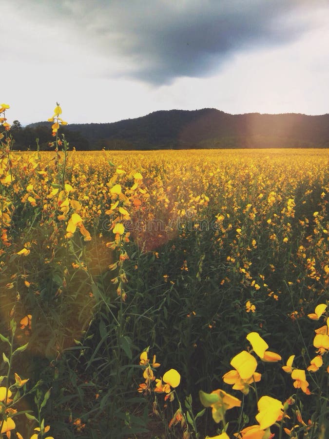 Yellow field stock photo. Image of asia, flora, fauna - 47615064