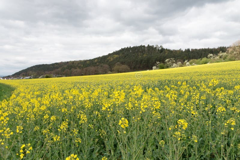 A yellow field in Germany. stock image. Image of field - 130972061