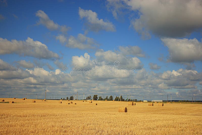 Yellow field landscape stock photo. Image of field, horizontal - 60069576