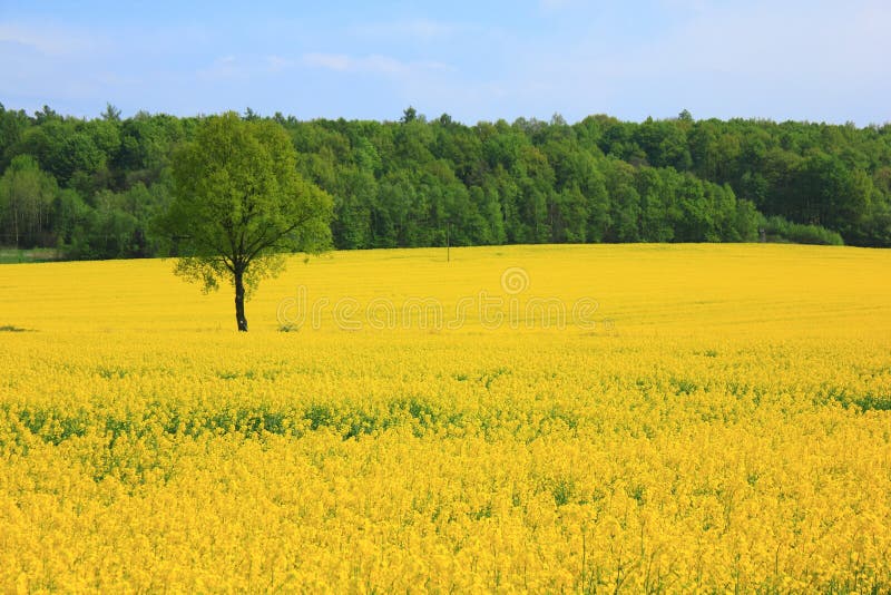 Yellow field stock photo. Image of field, agriculture - 40328068