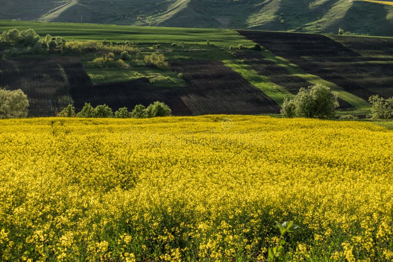 Yellow Field Landscape stock image. Image of hills, landscape - 219679779
