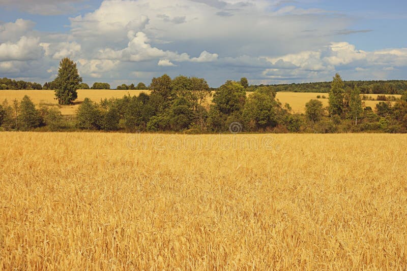 Yellow field landscape stock image. Image of grass, freshness - 61163995