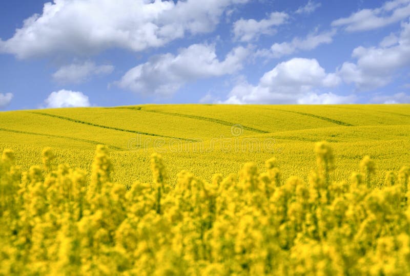 Yellow field stock photo. Image of chrysanthemum, flowers - 42612180