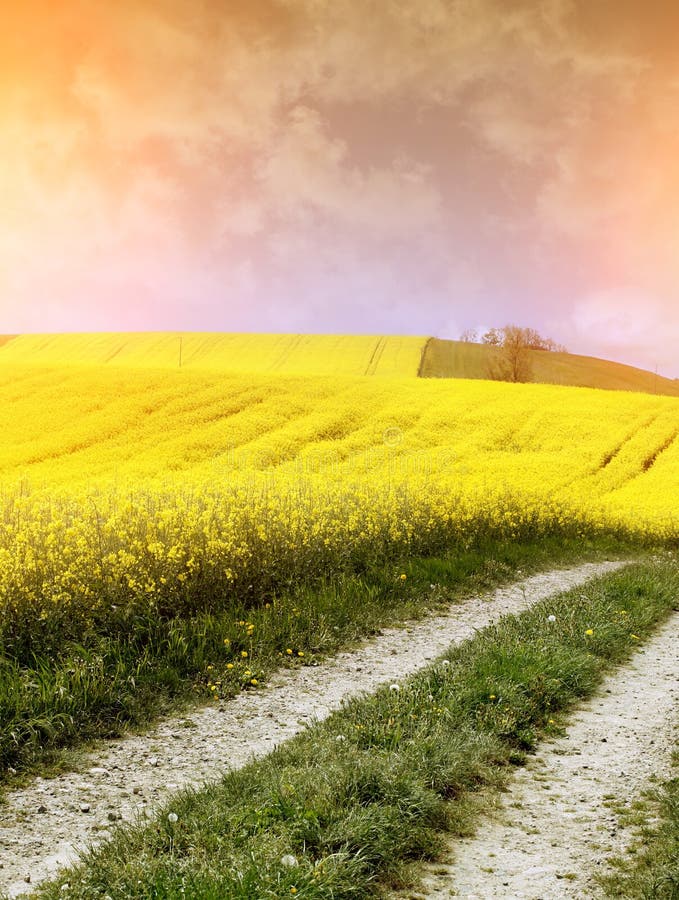 Yellow field with oil seed editorial stock photo. Image of sweden ...